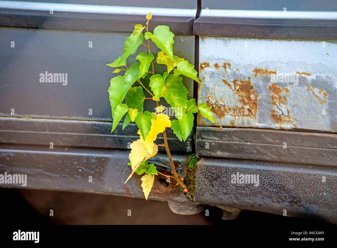 Tree growing out of car hi-res stock photography and images - Alamy