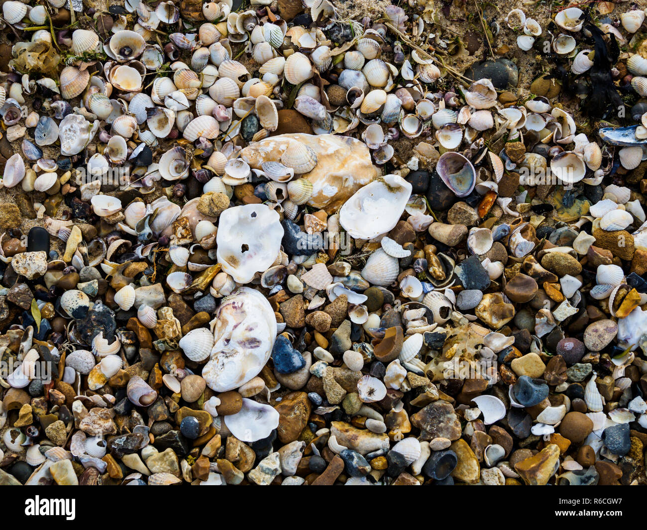 Seashells on beach Mersea Island Essex Stock Photo - Alamy