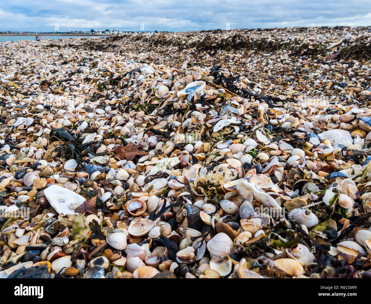 Oyster shell texture hi-res stock photography and images - Alamy