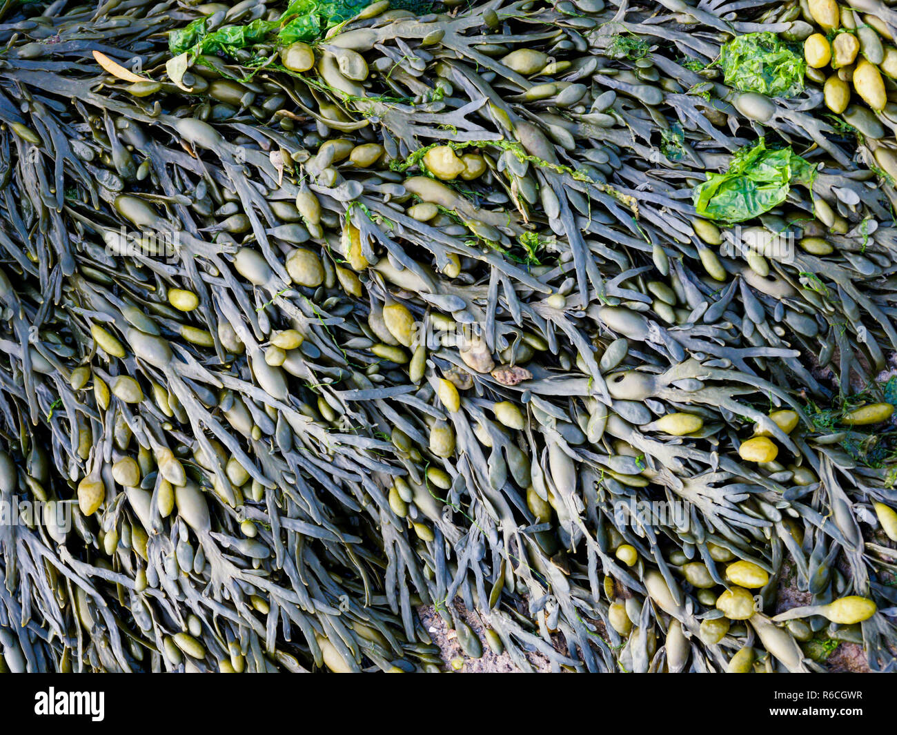 Seaweed at low tide Mersea Island Essex Stock Photo - Alamy