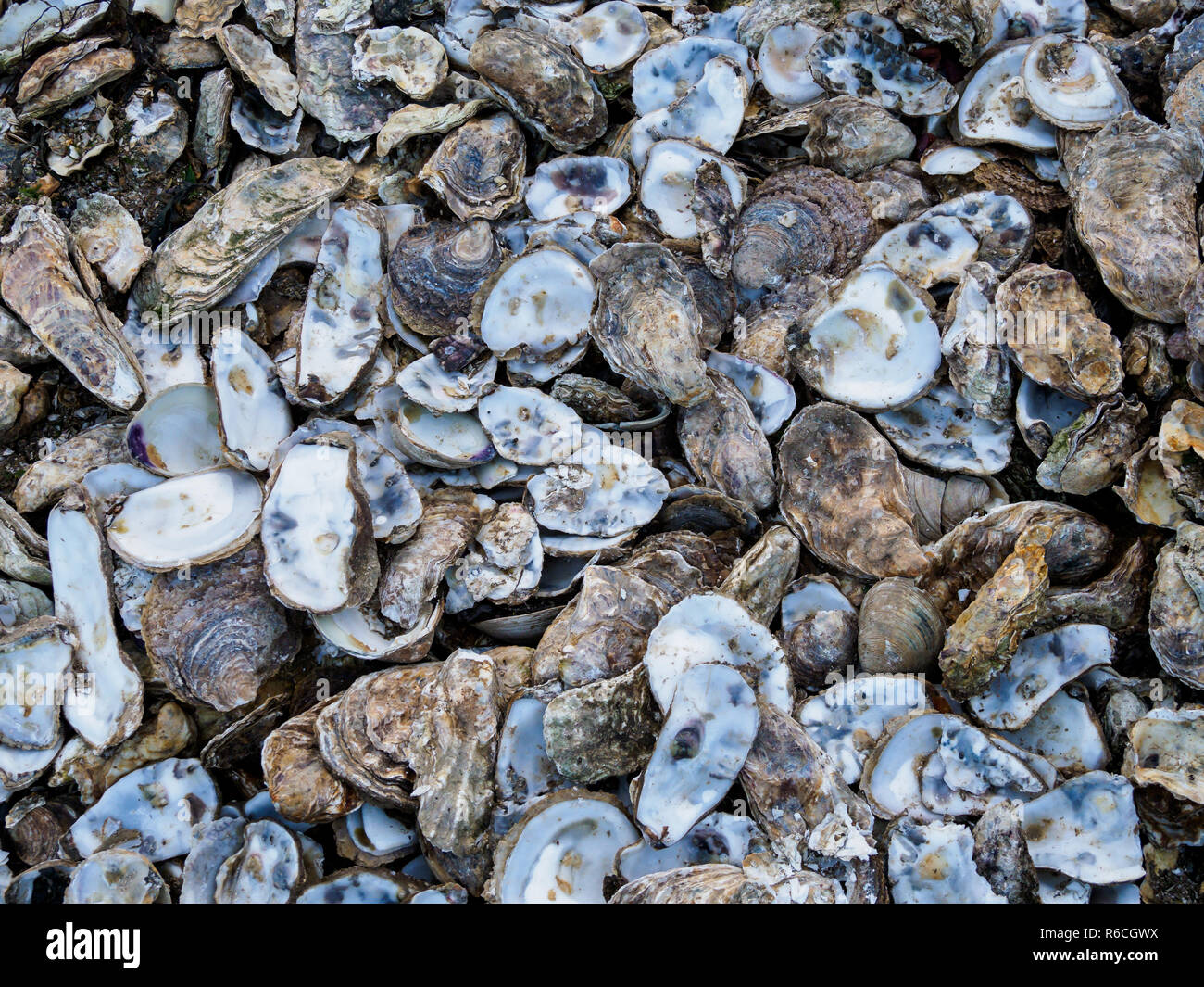 Mersea Island Essex Stock Photo - Alamy