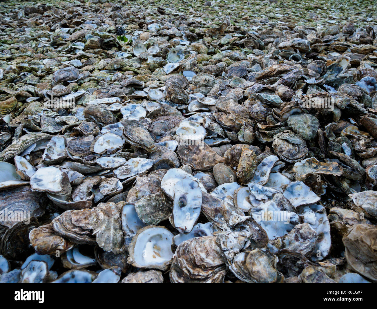 Seaside oyster shells hi-res stock photography and images - Alamy