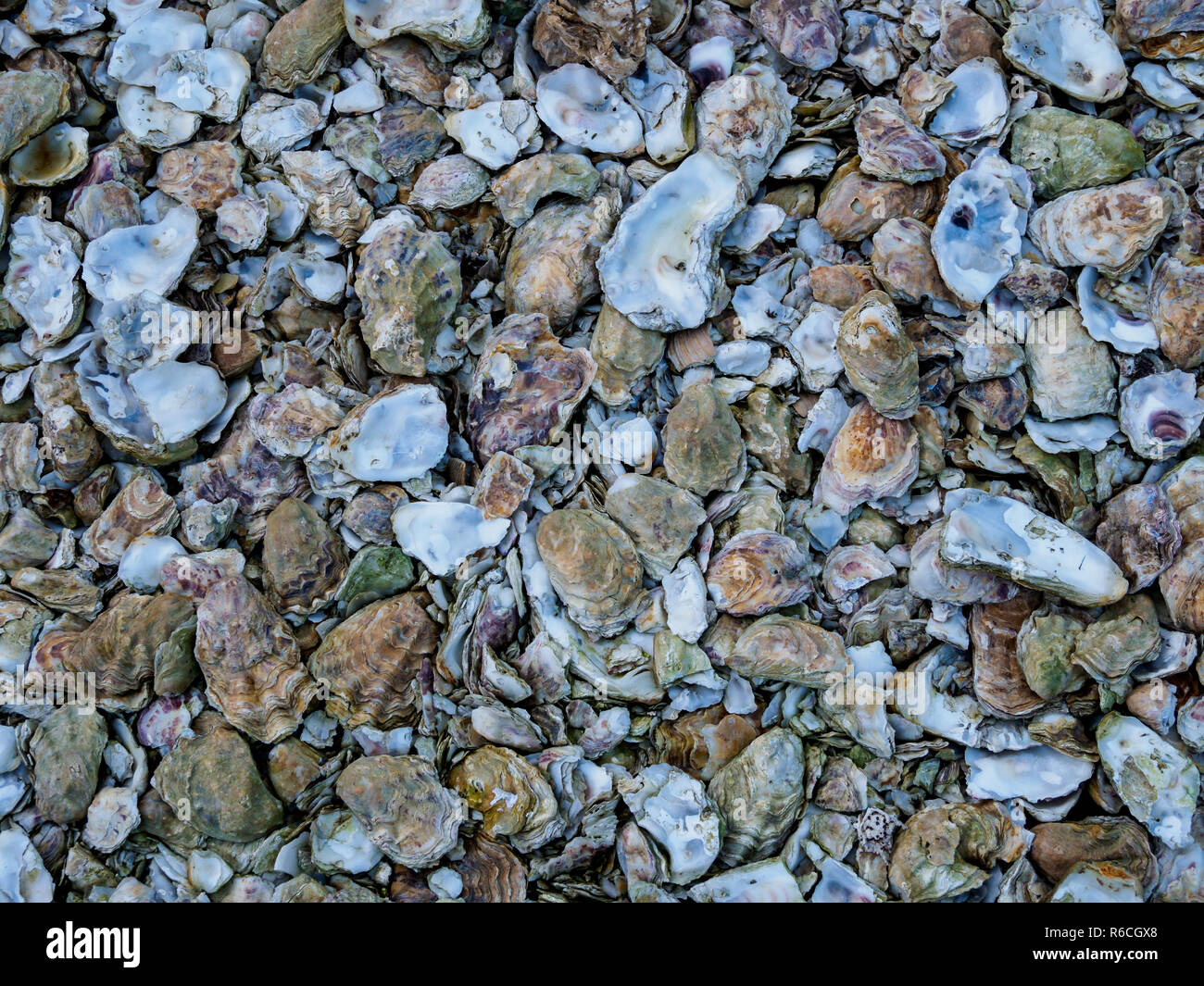 Mersea island oyster hi-res stock photography and images - Alamy