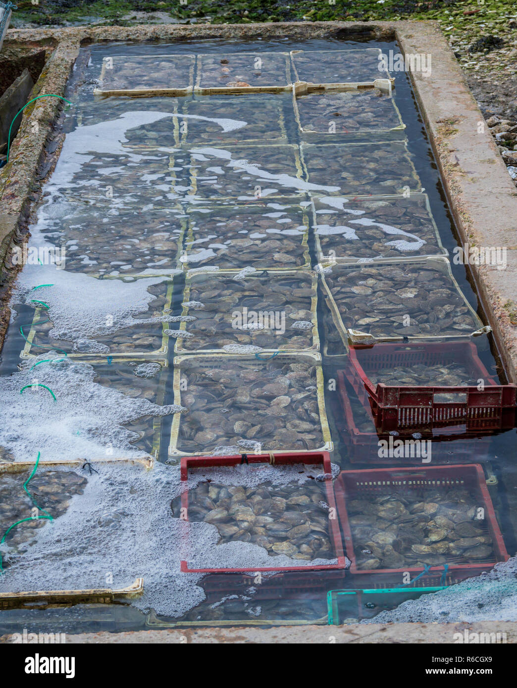 Mersea Island Essex Stock Photo - Alamy