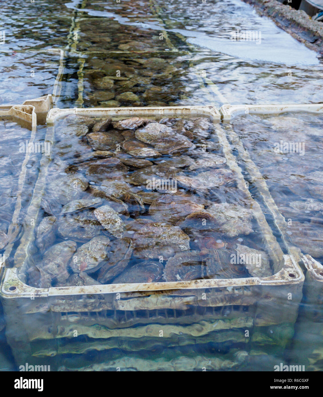 Mersea island oyster hi-res stock photography and images - Alamy