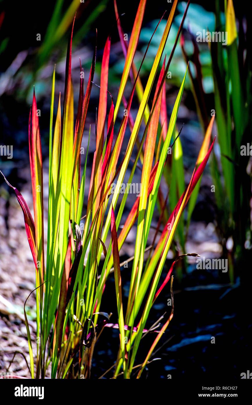 Blady Grass High Resolution Stock Photography and Images - Alamy