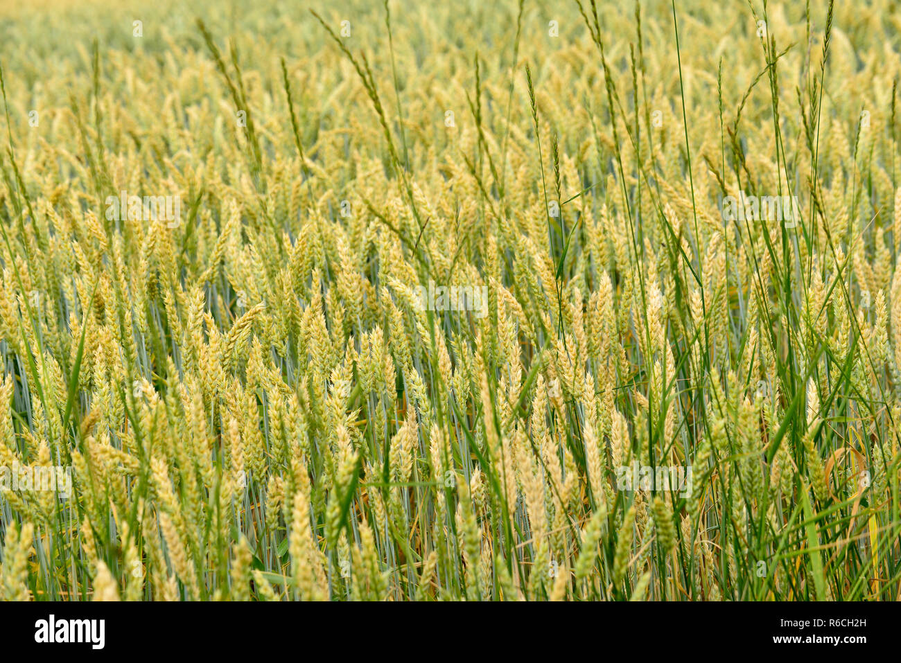 Field Of Spelt In Summertime Stock Photo - Alamy