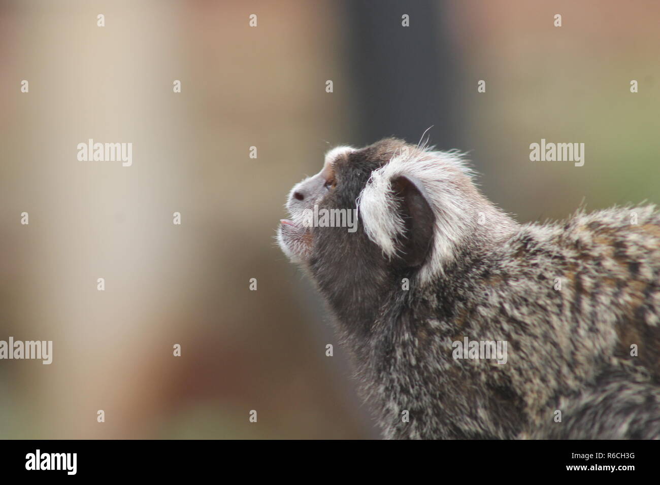 Mico do tufo branco hi-res stock photography and images - Alamy