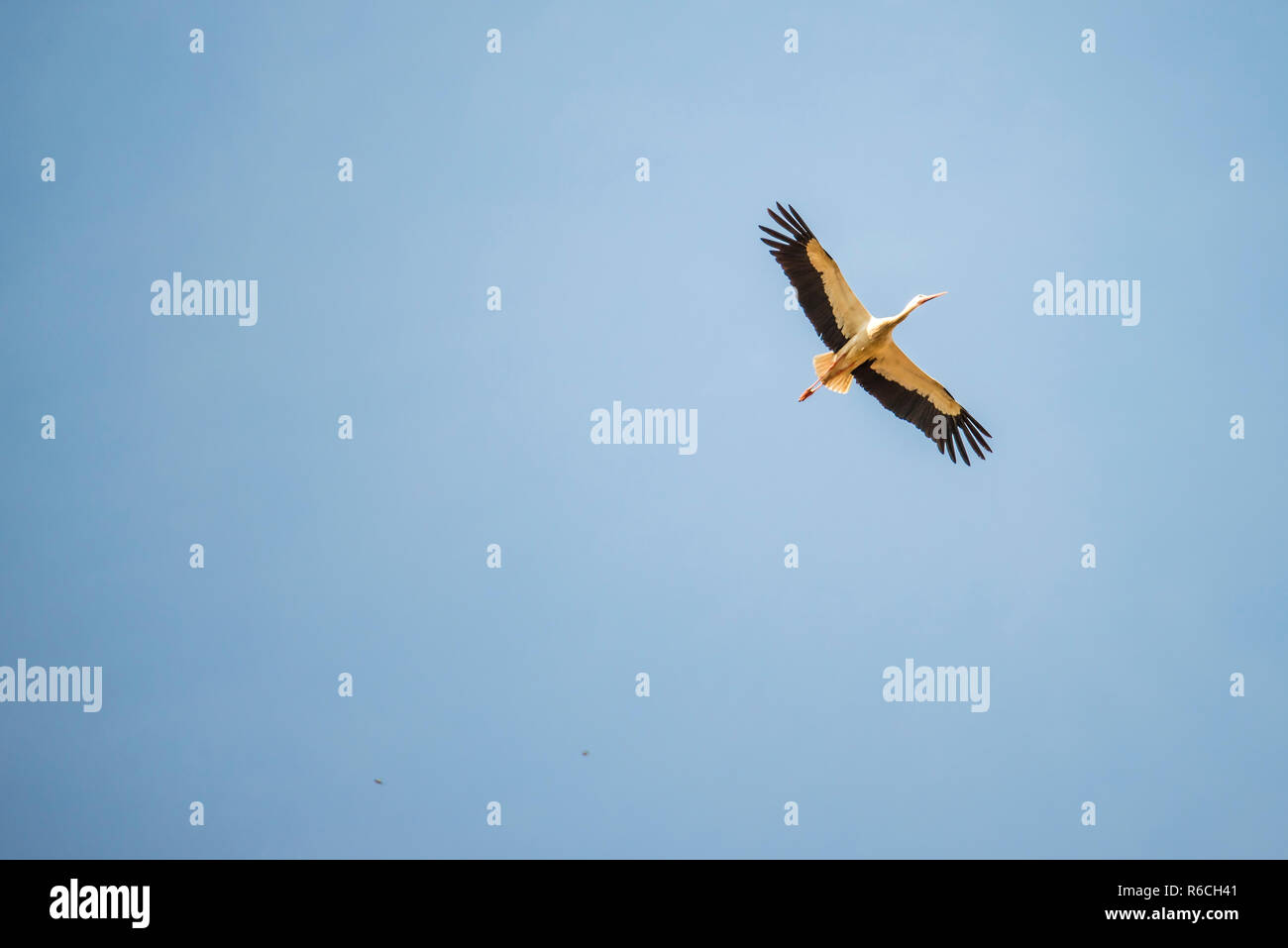 Stork During Flight Stock Photo - Alamy