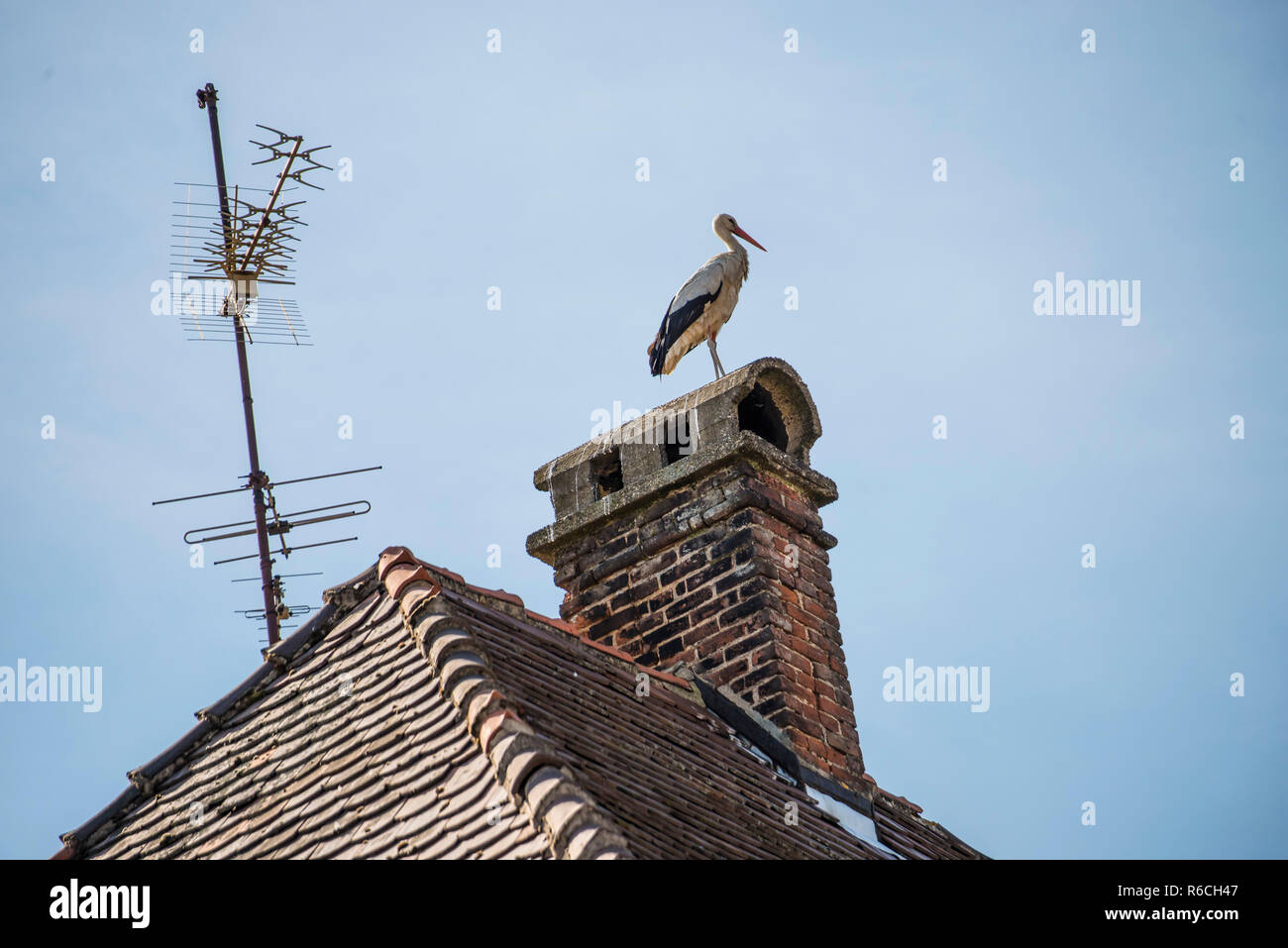 Stork On A Chimney Stock Photo - Alamy