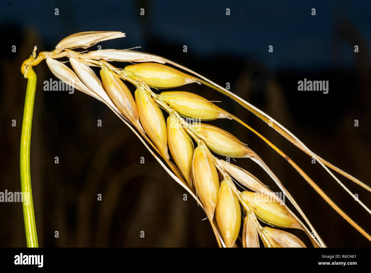 Barley Seed Head High Resolution Stock Photography and Images - Alamy