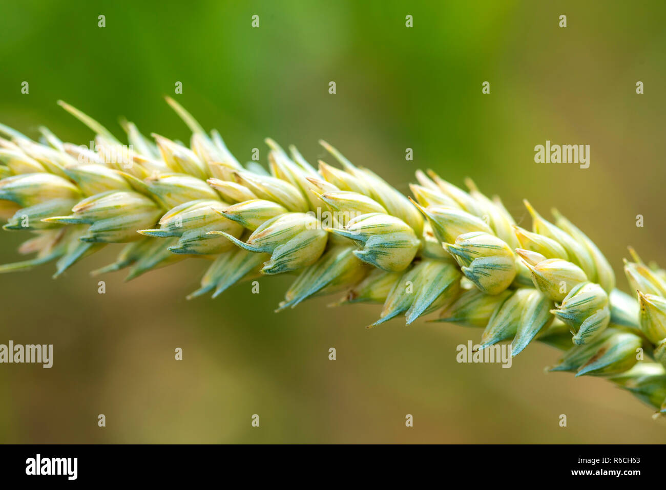 Wheat, Single Head Stock Photo - Alamy