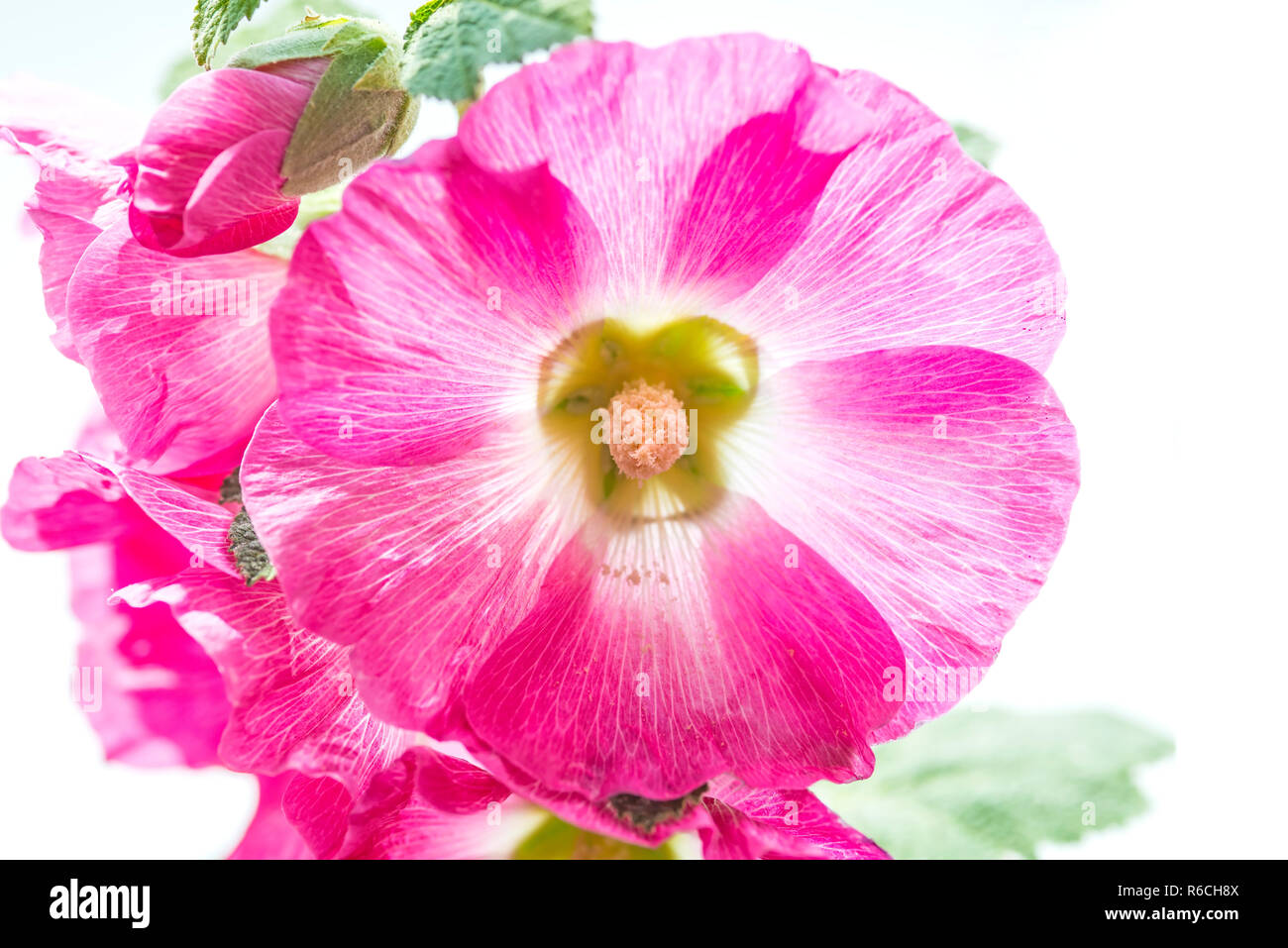 Mallow, Medicinal Plant Stock Photo - Alamy