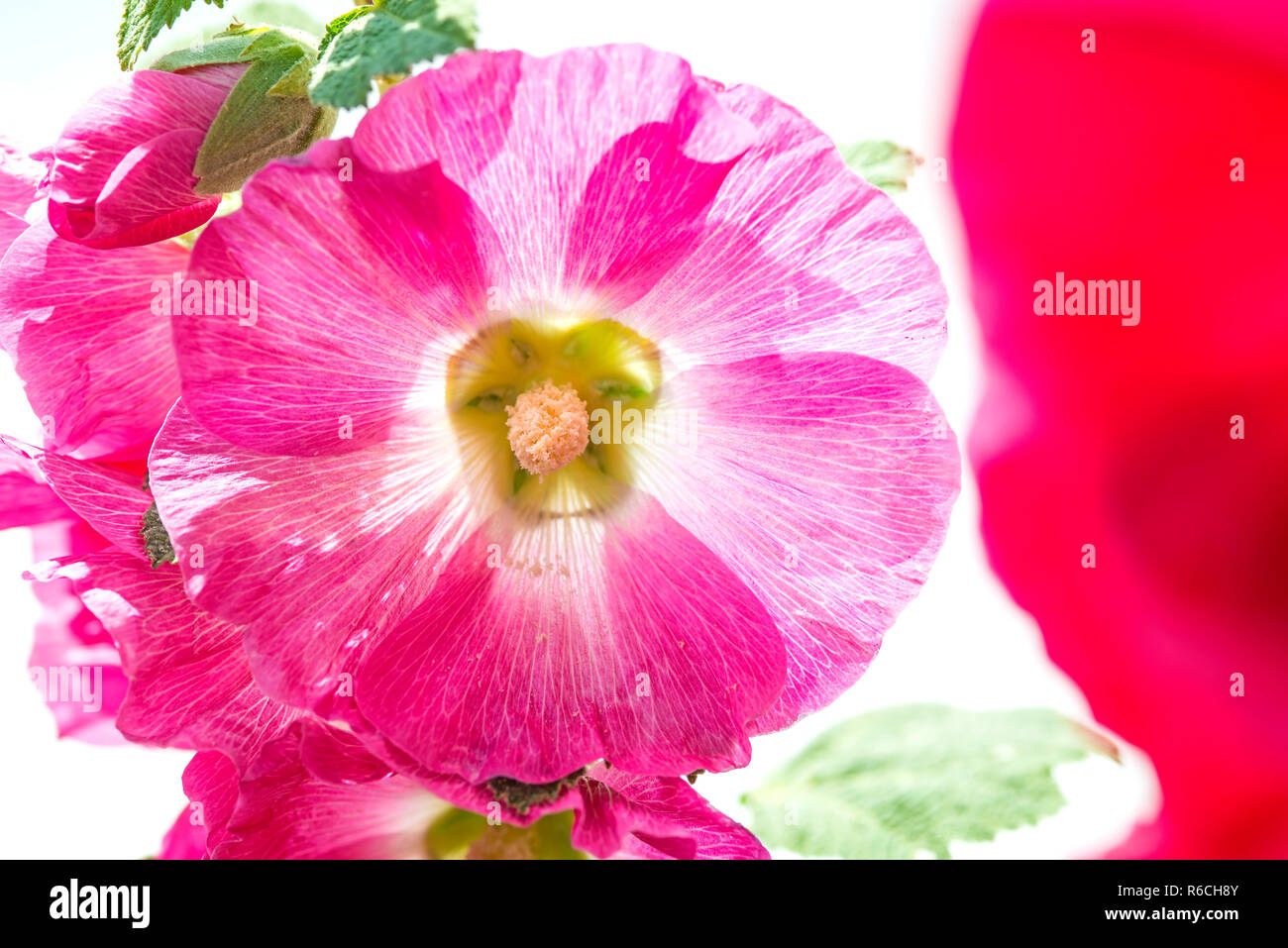 Mallow, Medicinal Plant Stock Photo - Alamy
