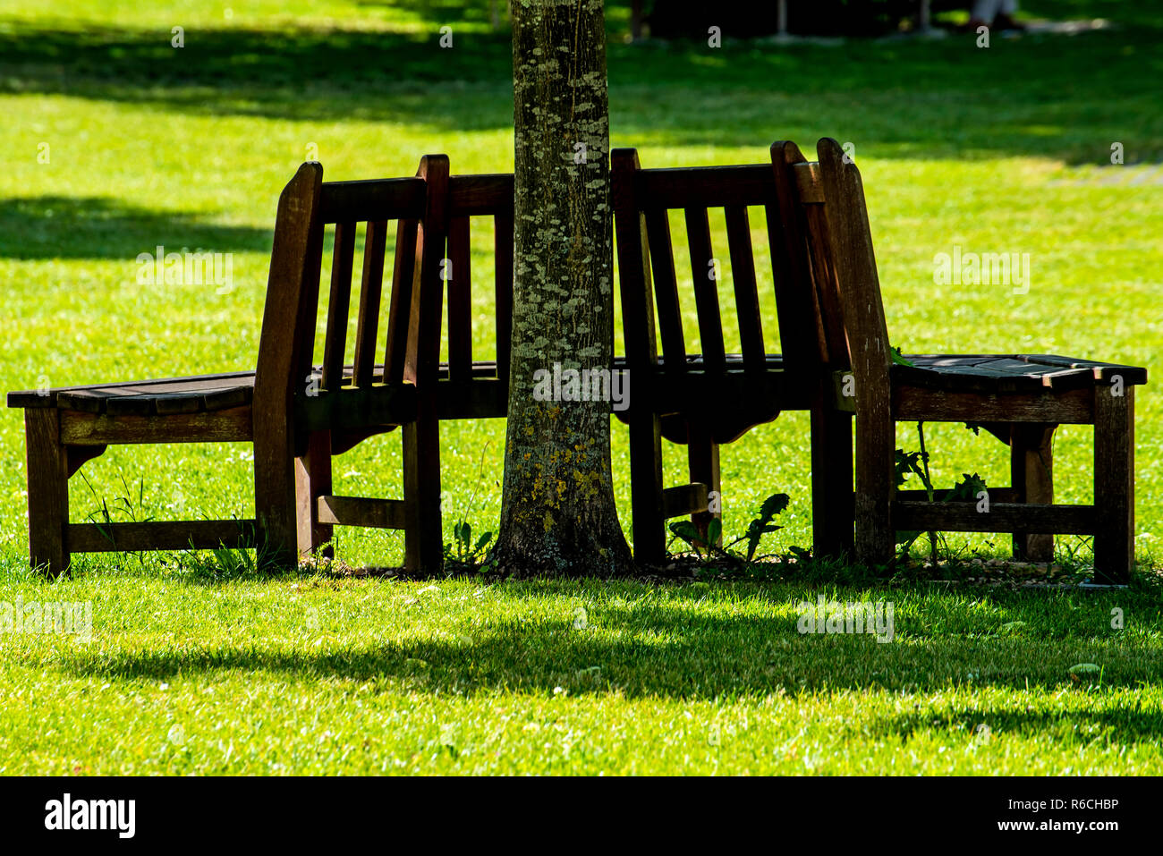 Park Bench Under Tree Stock Photo - Alamy