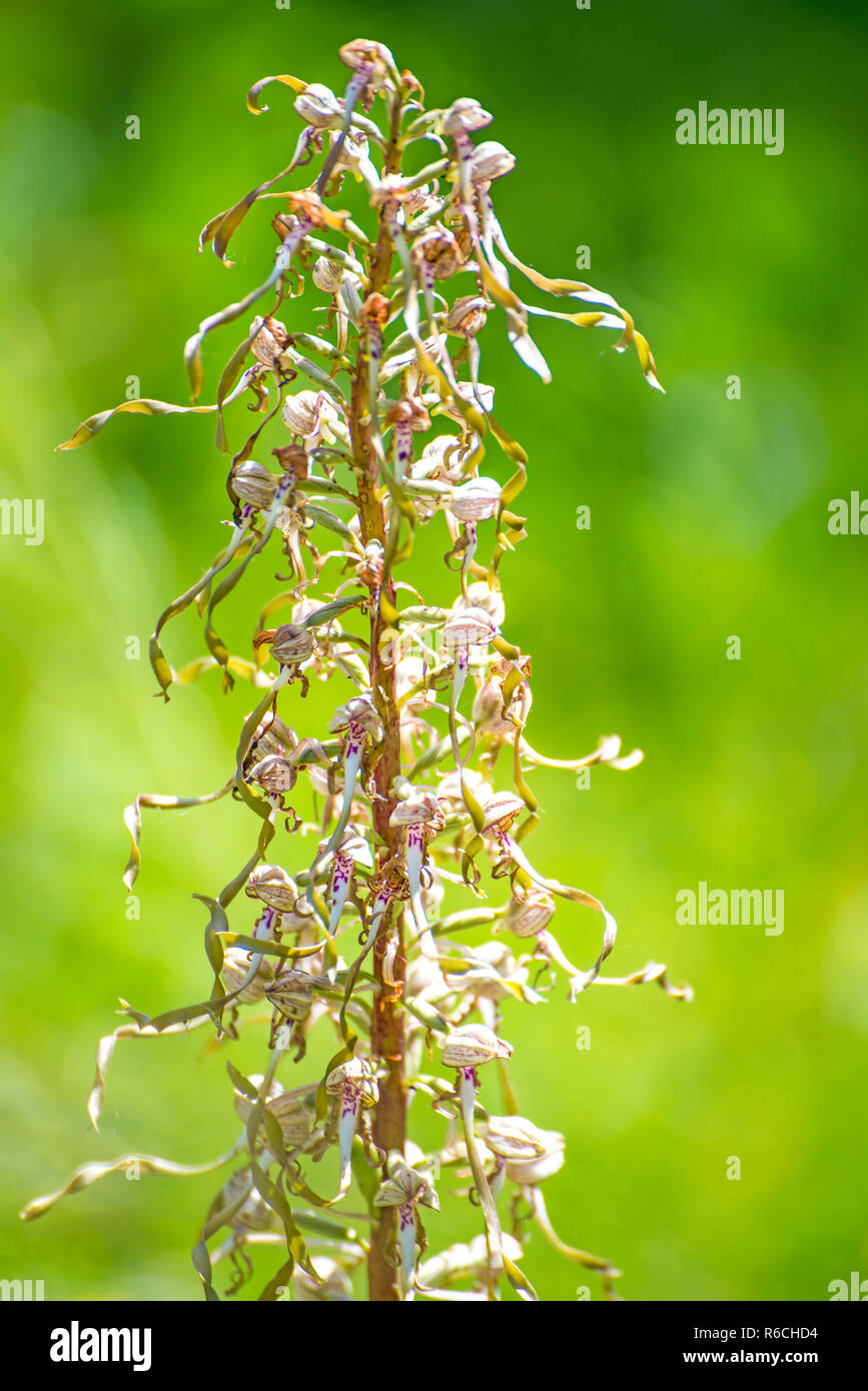 German Wild Orchid, Lizard Orchid, Himantoglossum Hircinum Stock Photo ...
