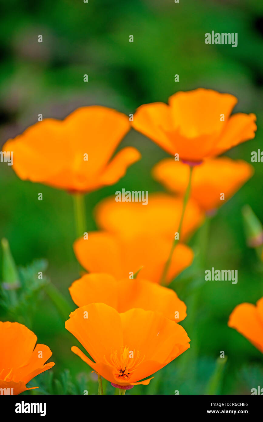 California poppy variety hi-res stock photography and images - Alamy