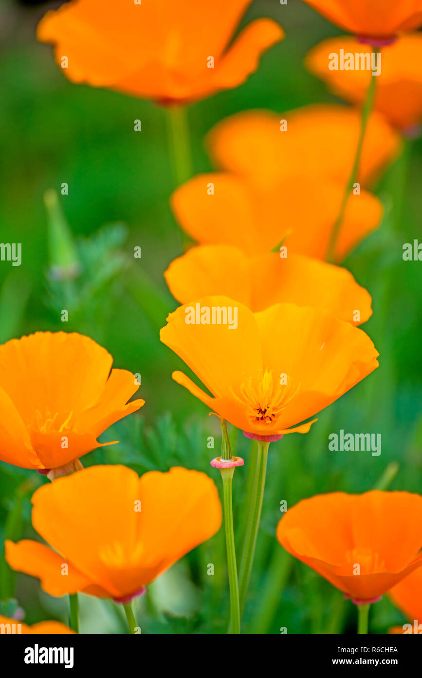 California poppy variety hi-res stock photography and images - Alamy
