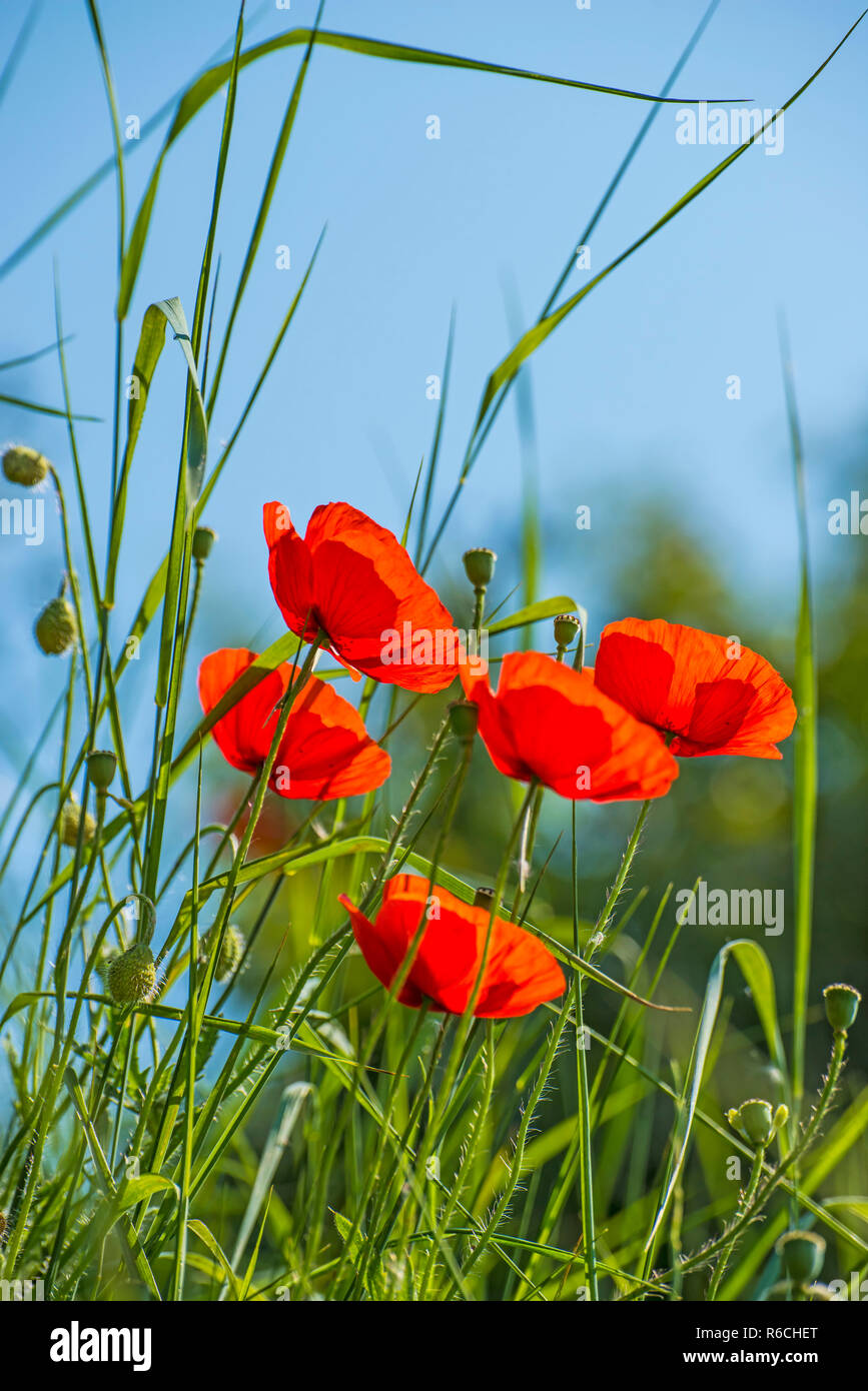 Poppy group hi-res stock photography and images - Alamy