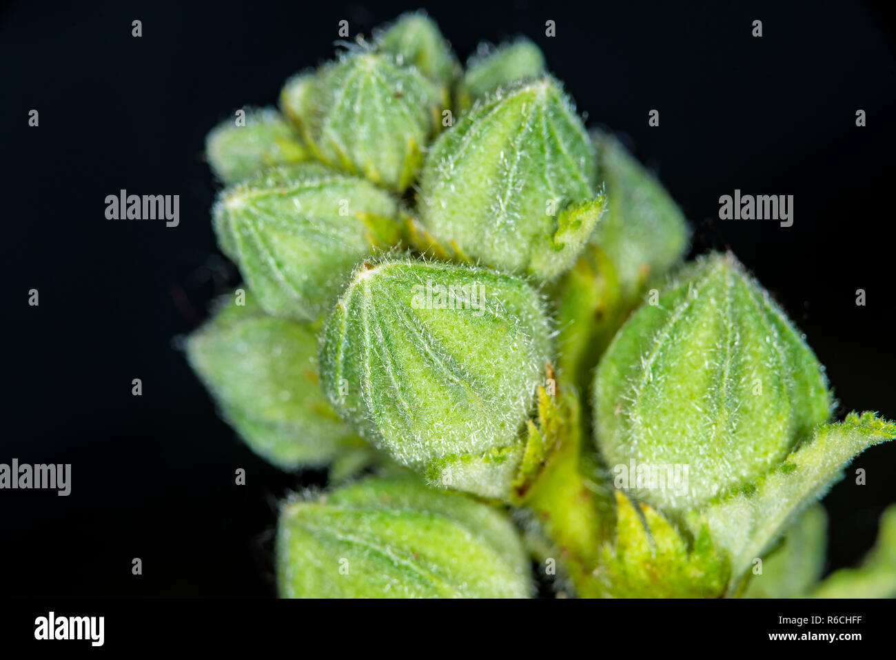 Mallow, Medicinal Plant With Flower Buds Stock Photo - Alamy