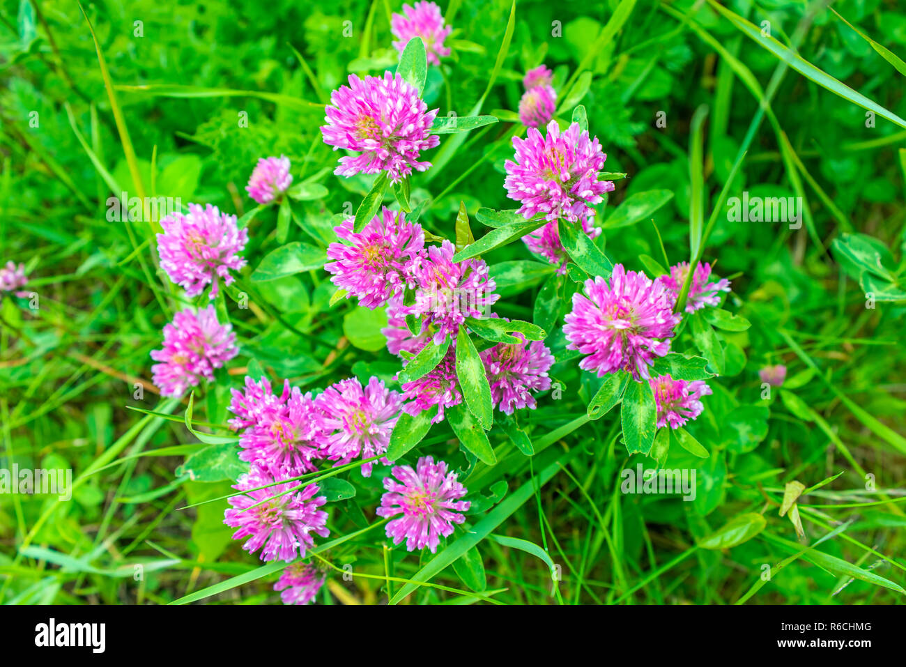Red Glove, Modern Medicinal Plant Stock Photo - Alamy