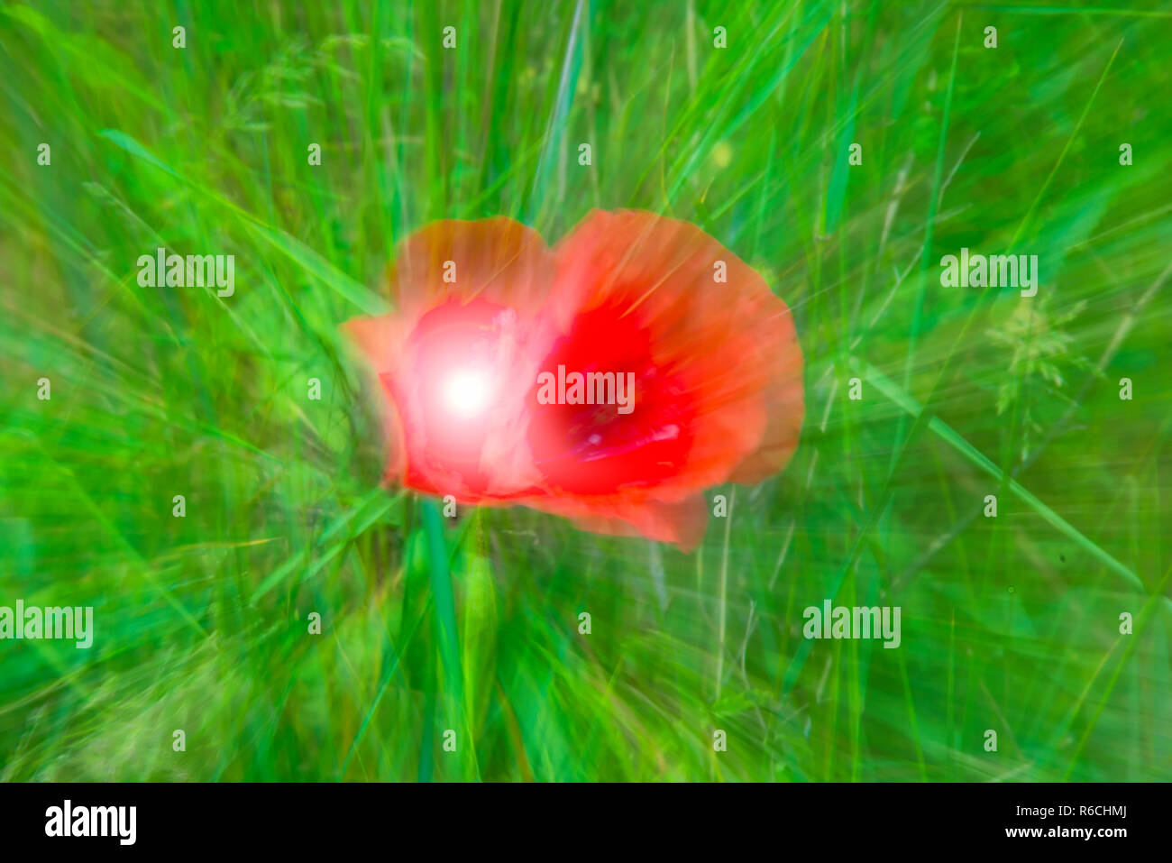 Poppy With Zoom Effect Stock Photo - Alamy