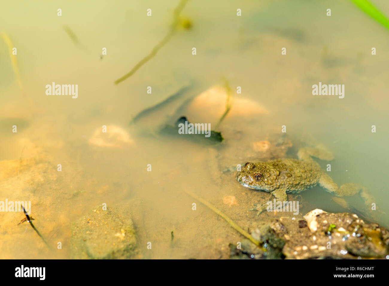 Big cane toad hi-res stock photography and images - Alamy