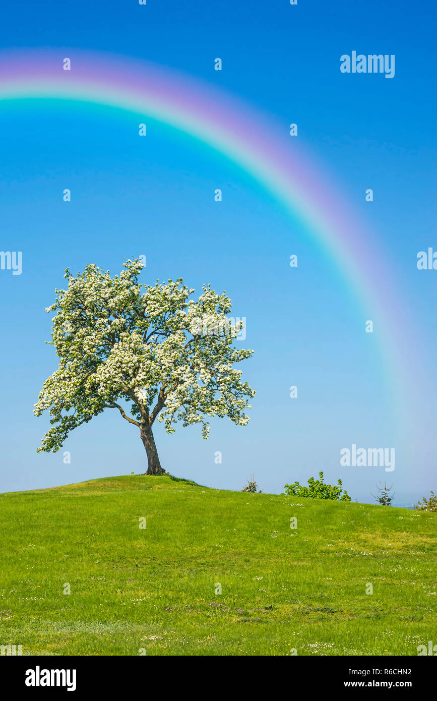 Blooming Fruit Tree With Rainbow Stock Photo - Alamy