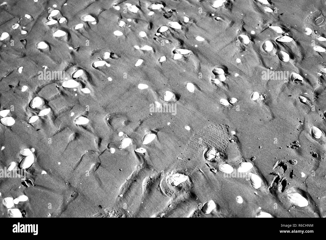 Tropical beach shells in Black and White Stock Photos & Images - Alamy