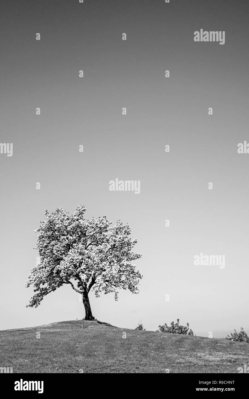 Green blooming white meadow Black and White Stock Photos & Images - Alamy