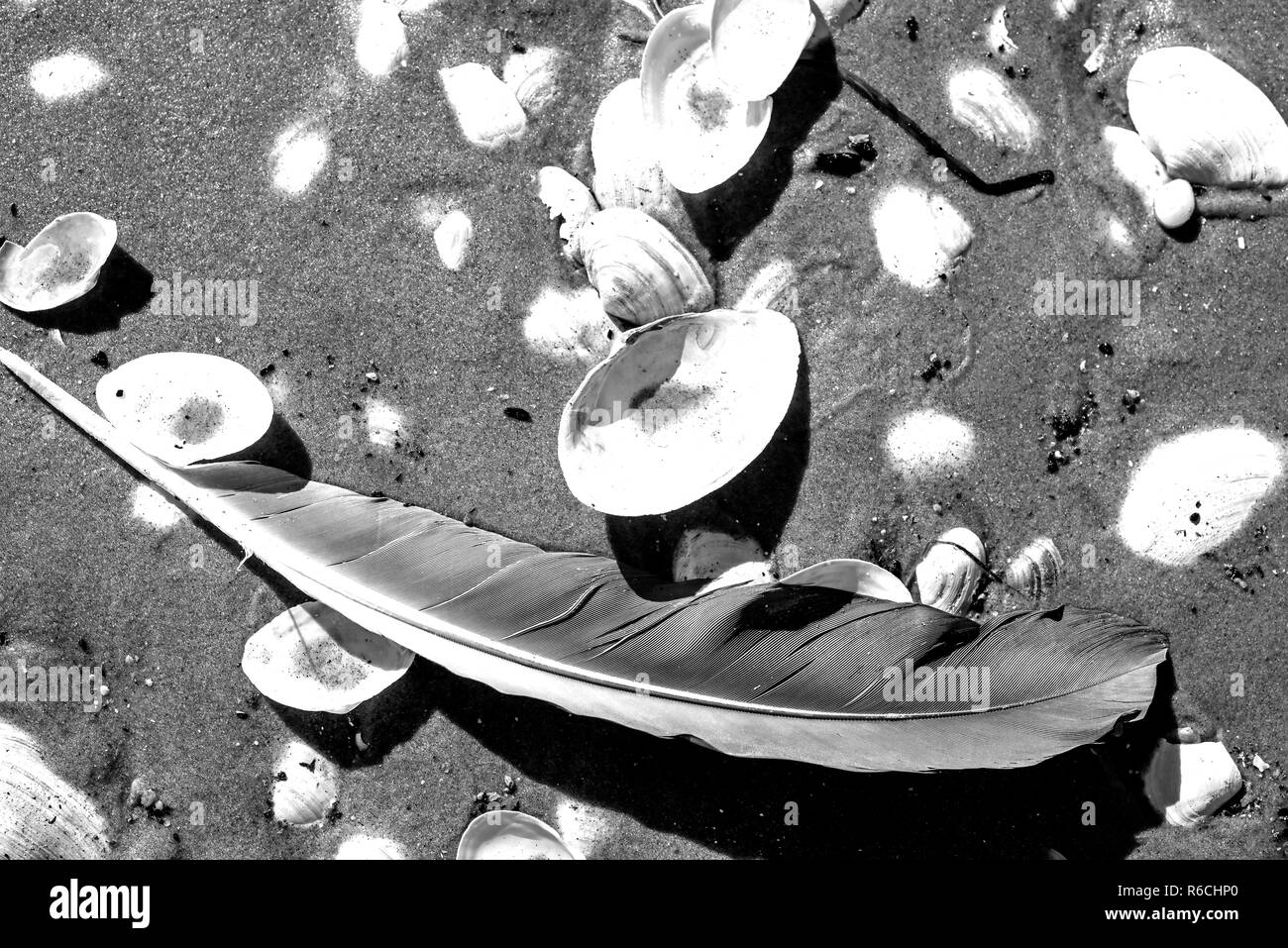 Calm shell Black and White Stock Photos & Images - Alamy