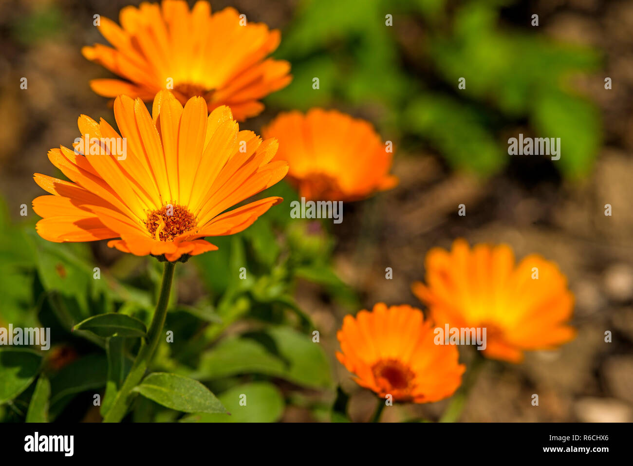 Calendula, Medicinal Plant Stock Photo - Alamy