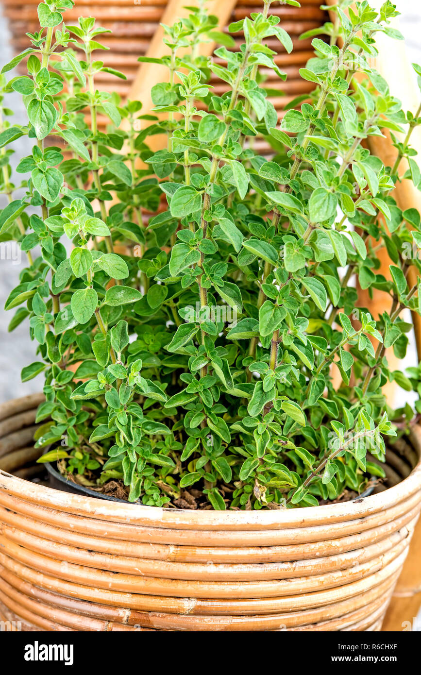 Origanum majoranum hi-res stock photography and images - Alamy