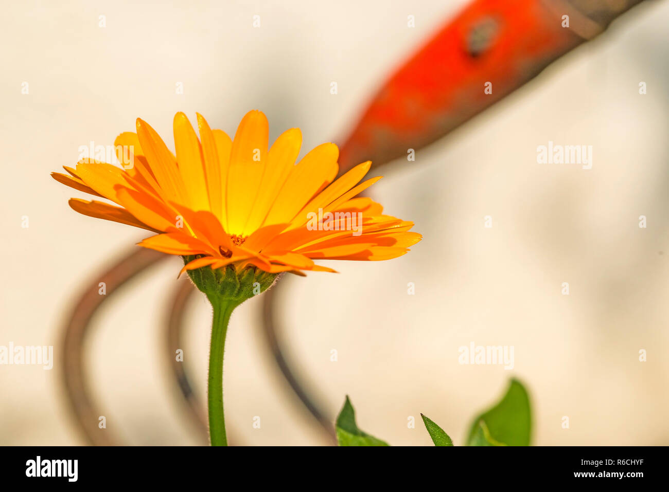 Calendula, With A Heel In The Background Stock Photo - Alamy