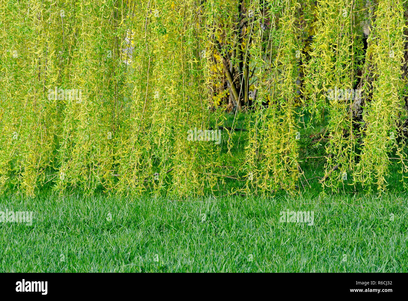 Weeping Willow Salix Babylonica High Resolution Stock Photography and ...