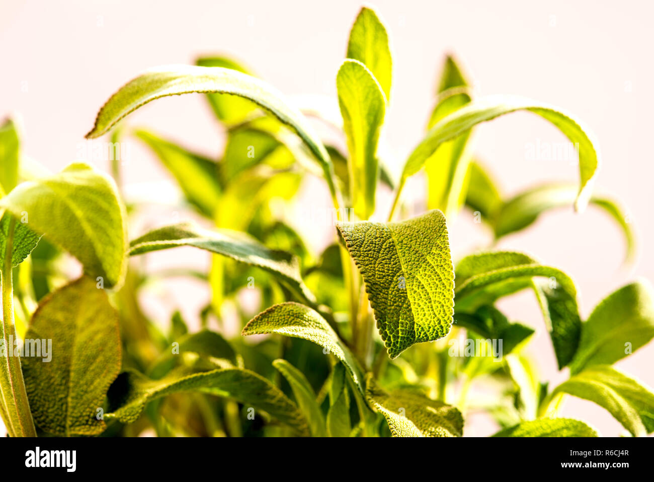 Sage in morning sun hi-res stock photography and images - Alamy