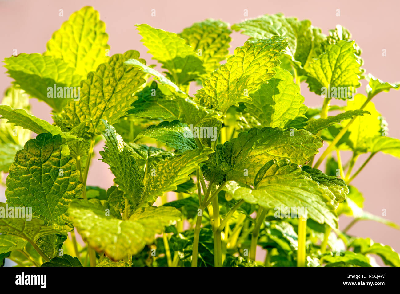 Balm In Morning Sun Stock Photo - Alamy