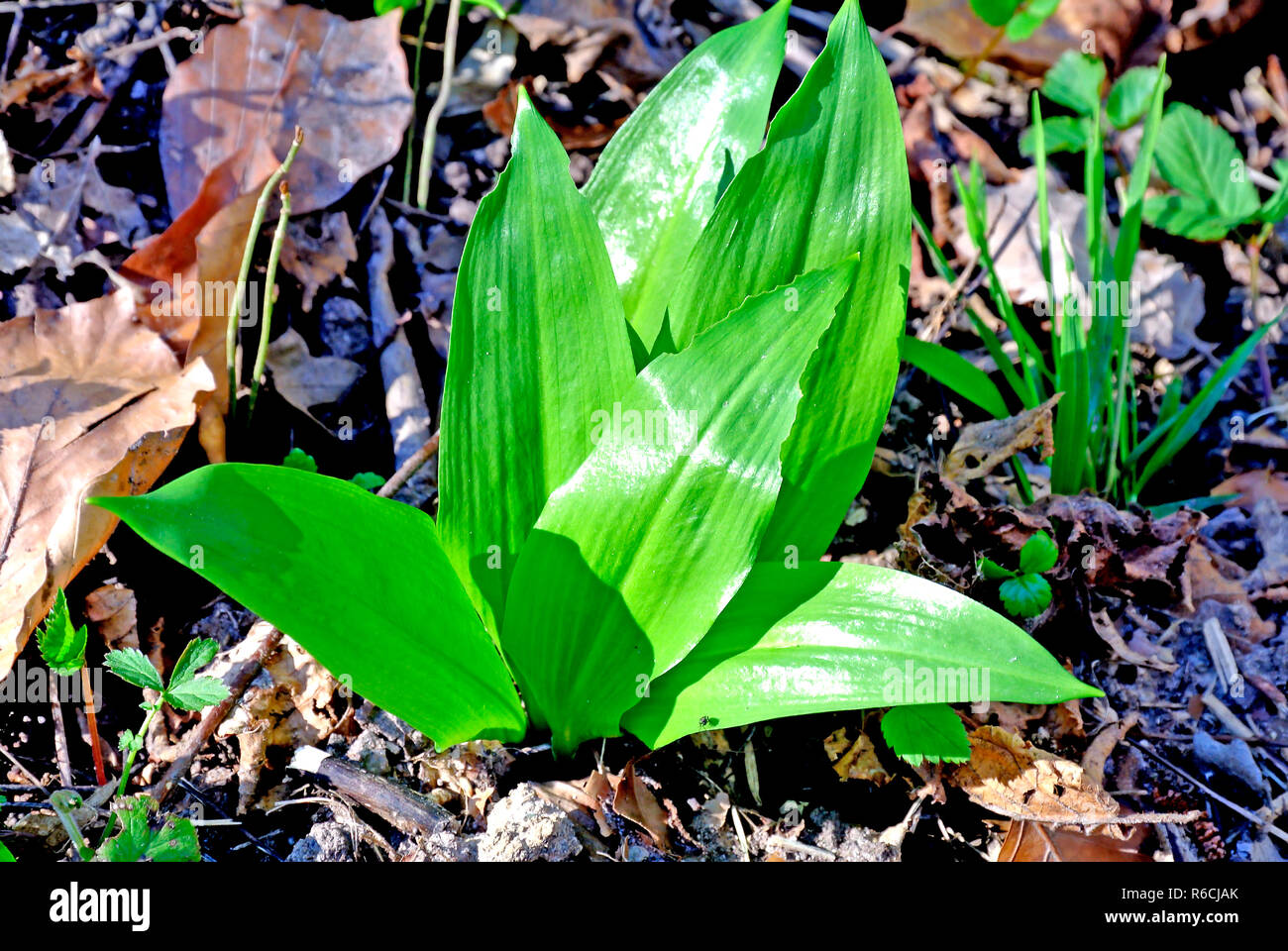 Wild Garlic In A German Forest Stock Photo - Alamy