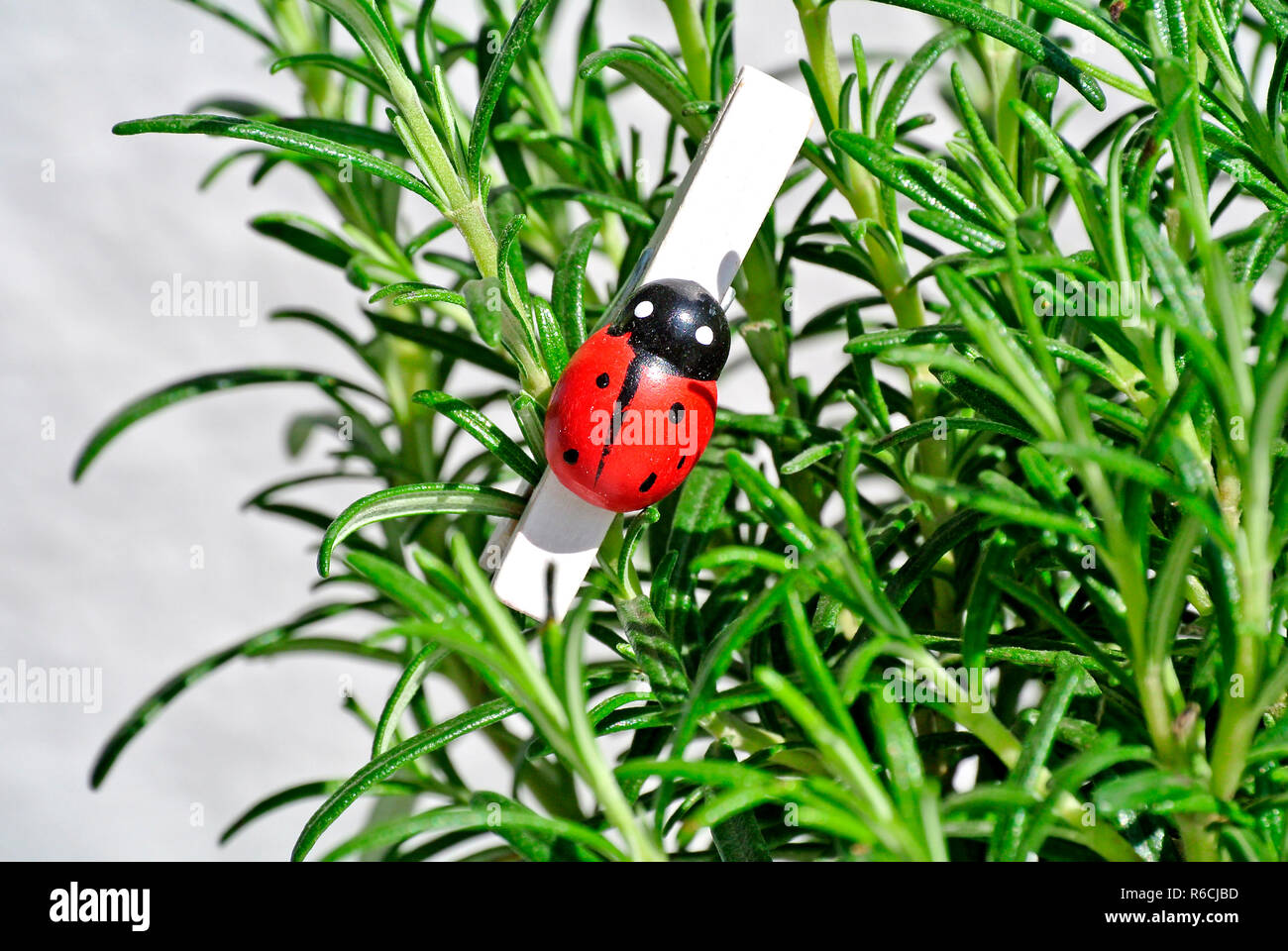 Lady Rosemary High Resolution Stock Photography and Images - Alamy