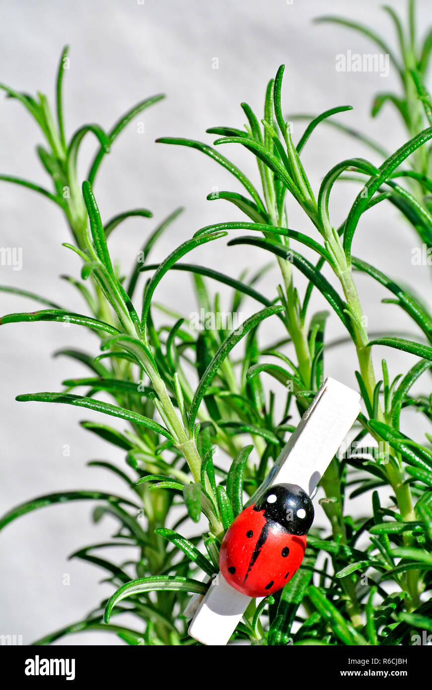 Lady Rosemary High Resolution Stock Photography and Images - Alamy