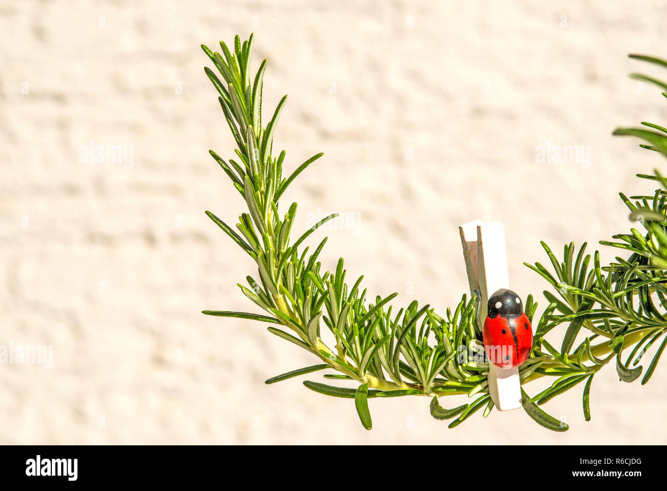 Lady Rosemary High Resolution Stock Photography and Images - Alamy