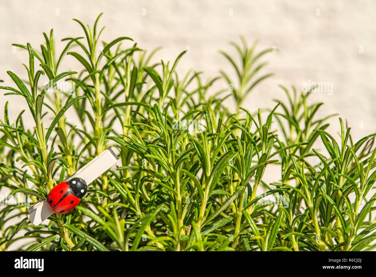 Lady Rosemary High Resolution Stock Photography and Images - Alamy