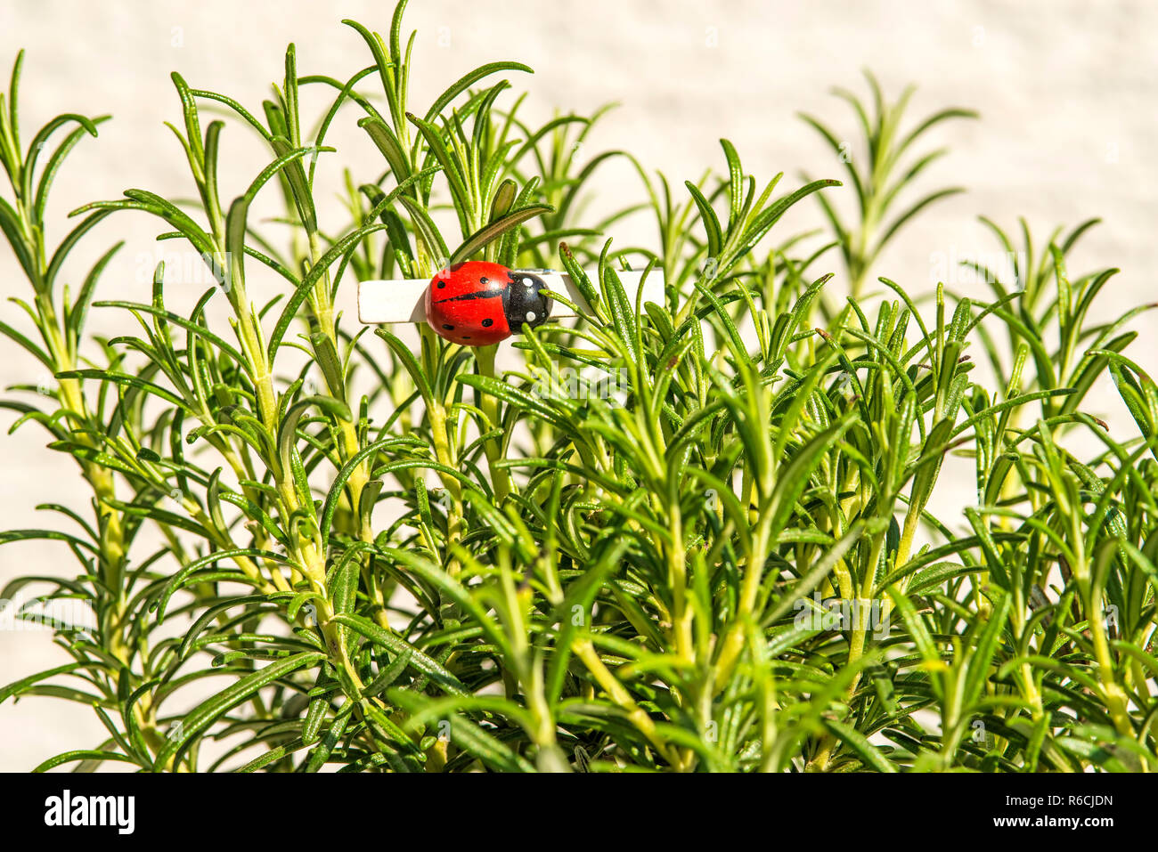 Lady Rosemary High Resolution Stock Photography and Images - Alamy