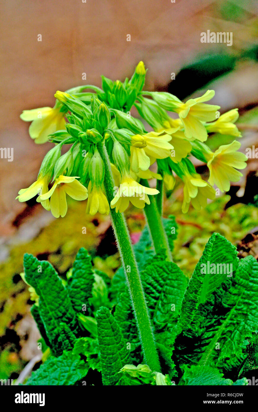 Cowslip oxlip hi-res stock photography and images - Alamy