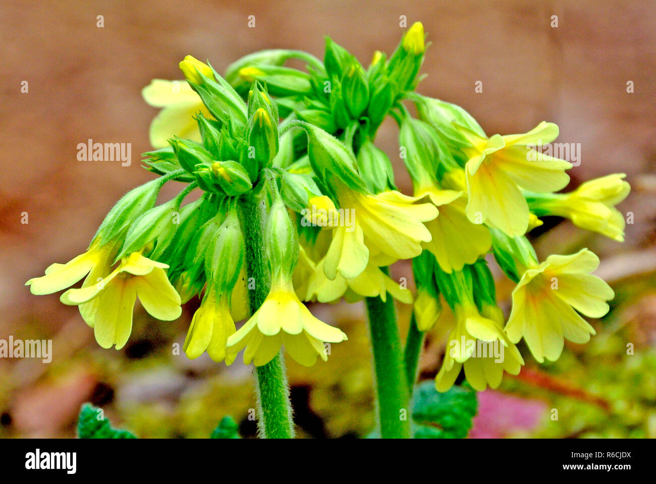 Cowslip oxlip hi-res stock photography and images - Alamy
