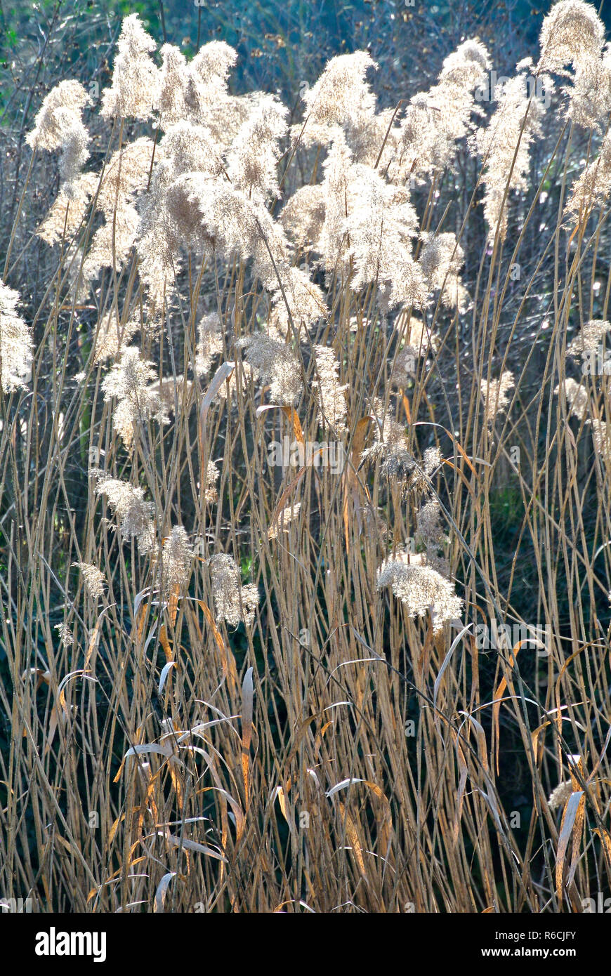 Reed In Backlight Stock Photo - Alamy
