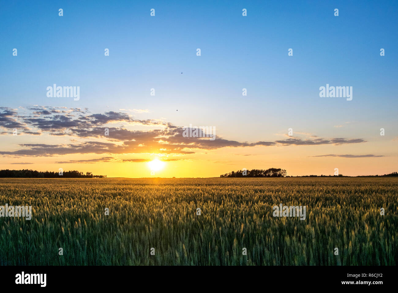 Poland wheat grain hi-res stock photography and images - Alamy