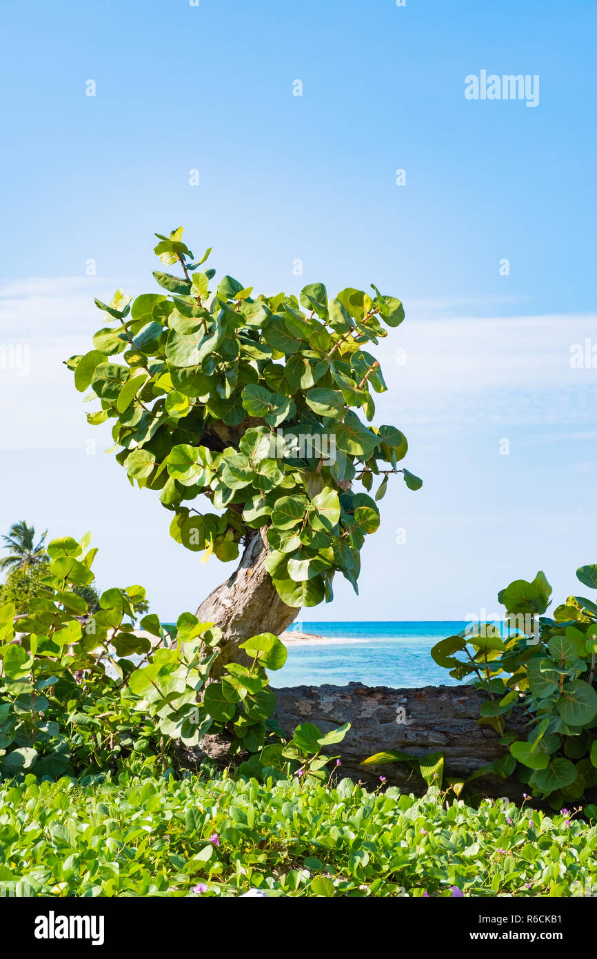 Small tree growing on a beach in Cuba Stock Photo - Alamy