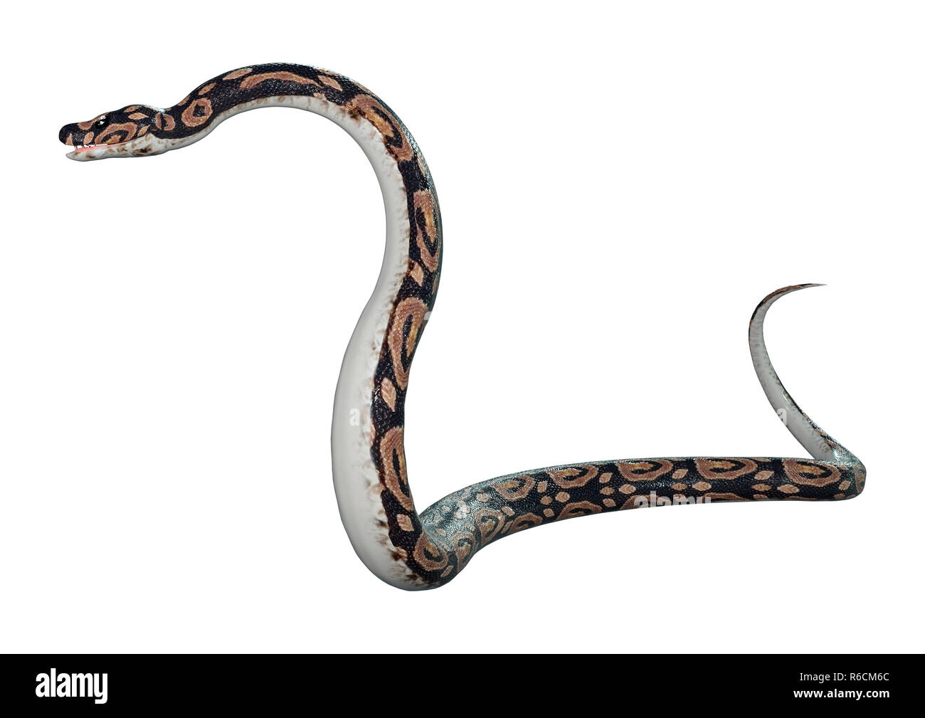3D Rendering Ball Python on White Stock Photo - Alamy