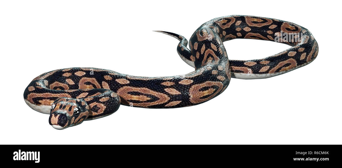 3D Rendering Ball Python on White Stock Photo - Alamy